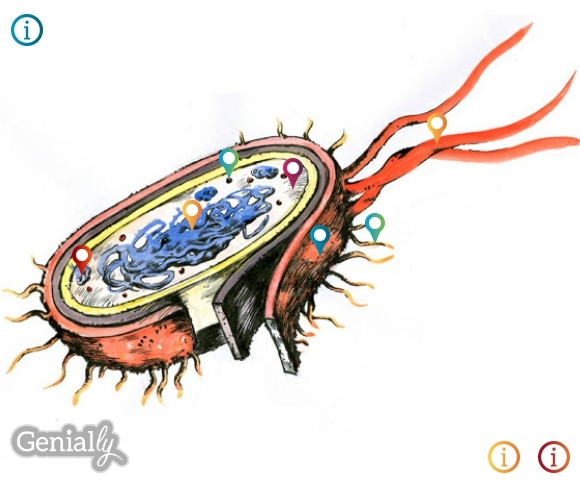 La célula procariota.